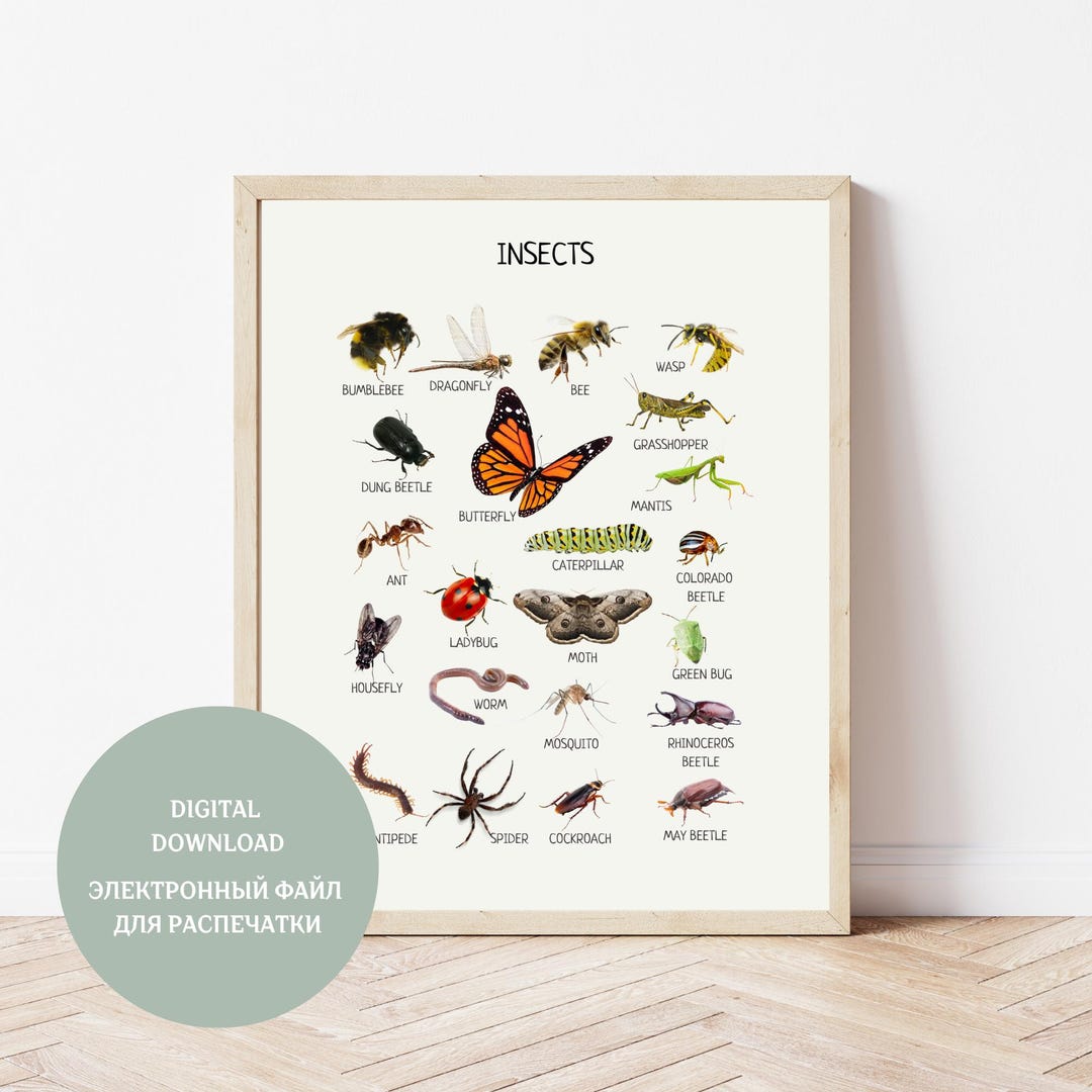 Insects Educational Posters, Classroom Posters, Printable Wall Art ...