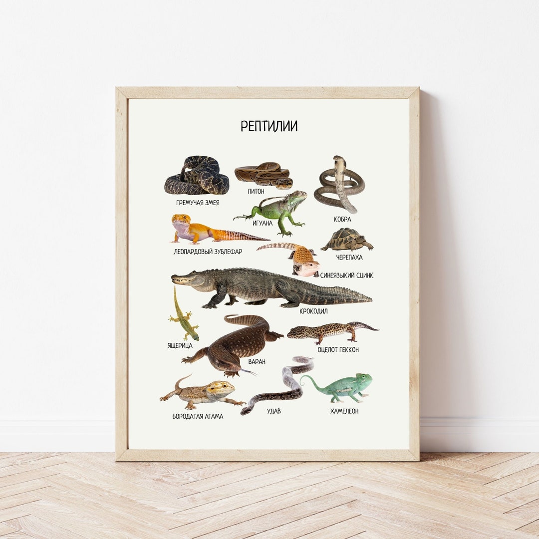 Постер Рептилии Educational Poster reptiles actual Print in Russian ...