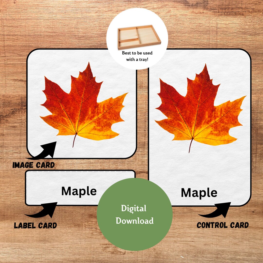 9 Fall Leaves Nomenclature, 3 Part Montessori Cards, Preschool ...