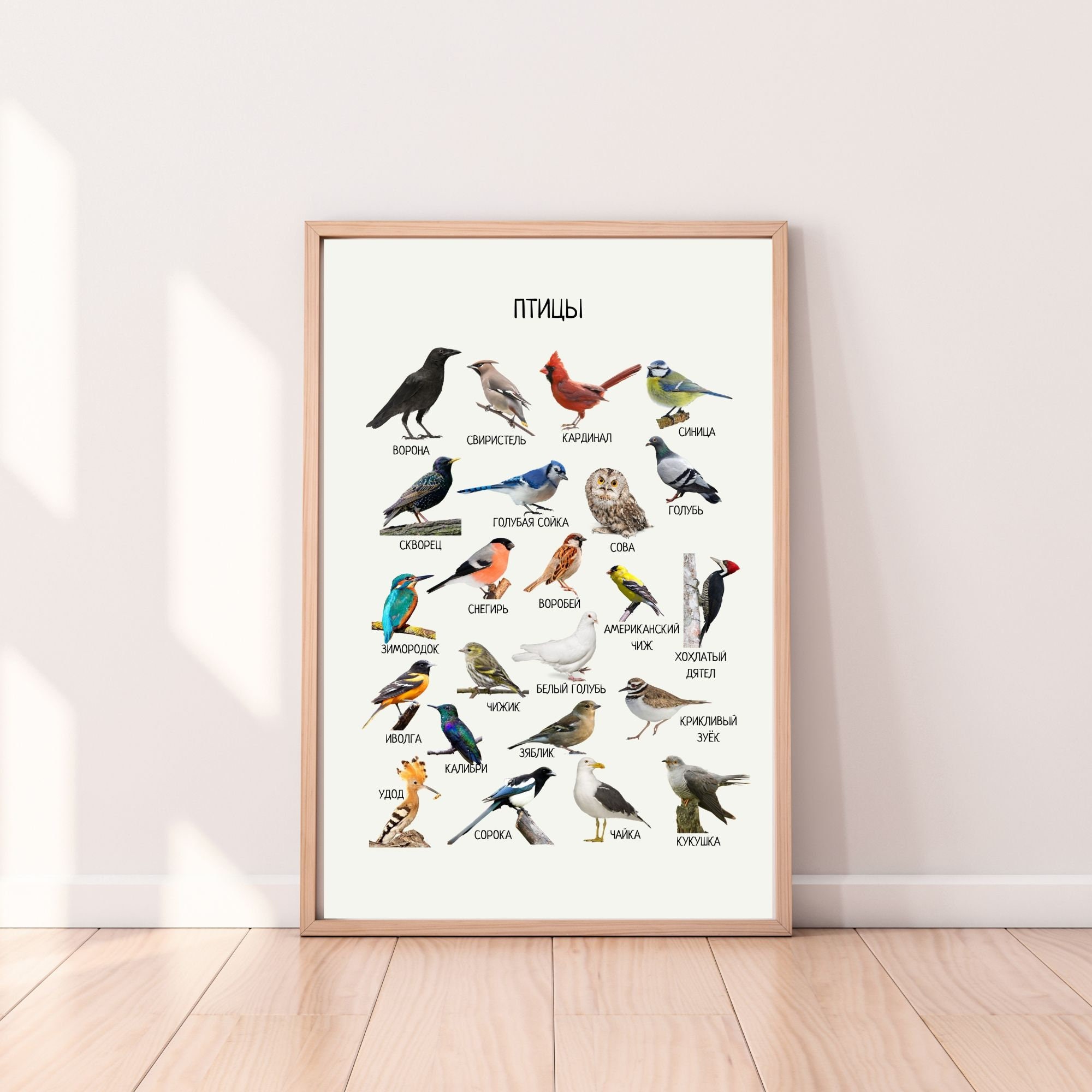 Постер Птицы Educational Poster birds actual Print in Russian. Home ...