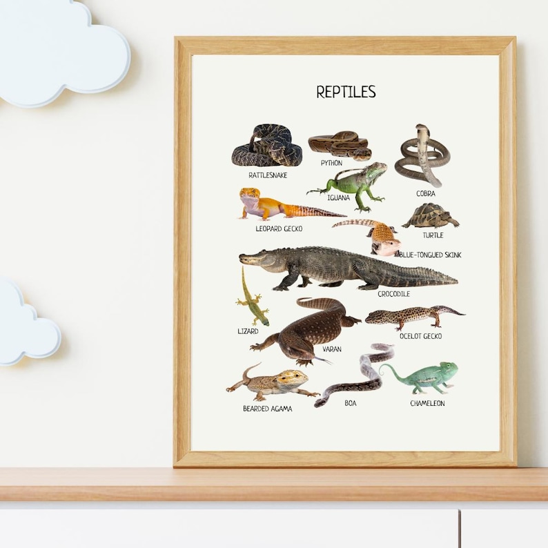 Reptiles Educational Poster, Montessori Printable Wall Art, Amphibians ...
