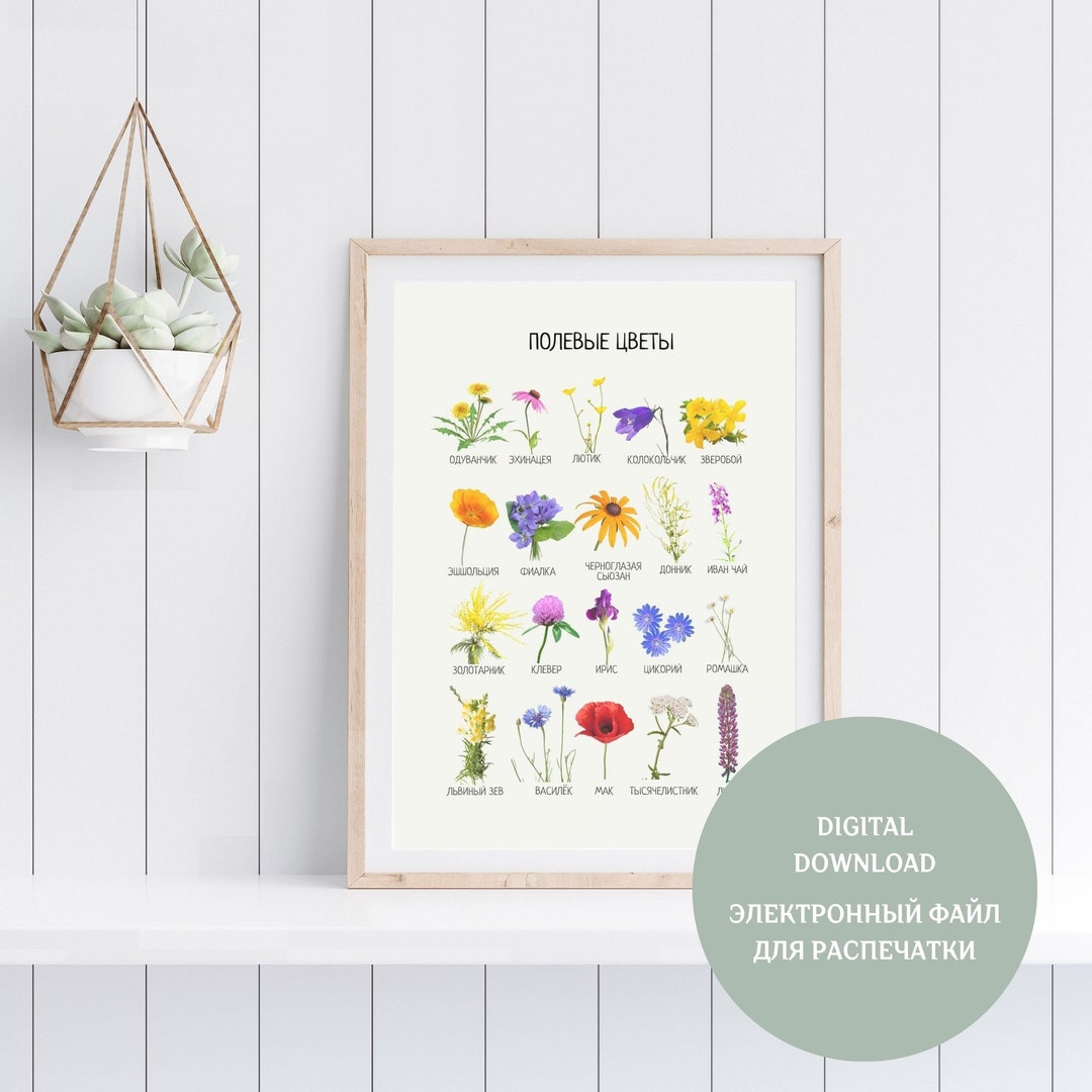 Wildflowers Educational Poster in Russian, Various Sizes Available for ...