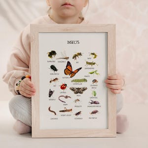 Insects Educational Posters, Classroom Posters, Printable Wall Art ...