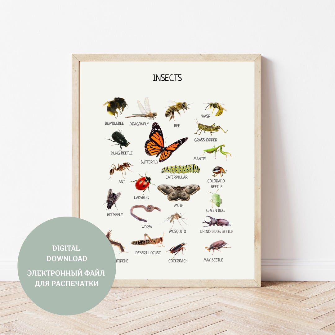 Insects Educational Posters, Classroom Posters, Printable Wall Art ...