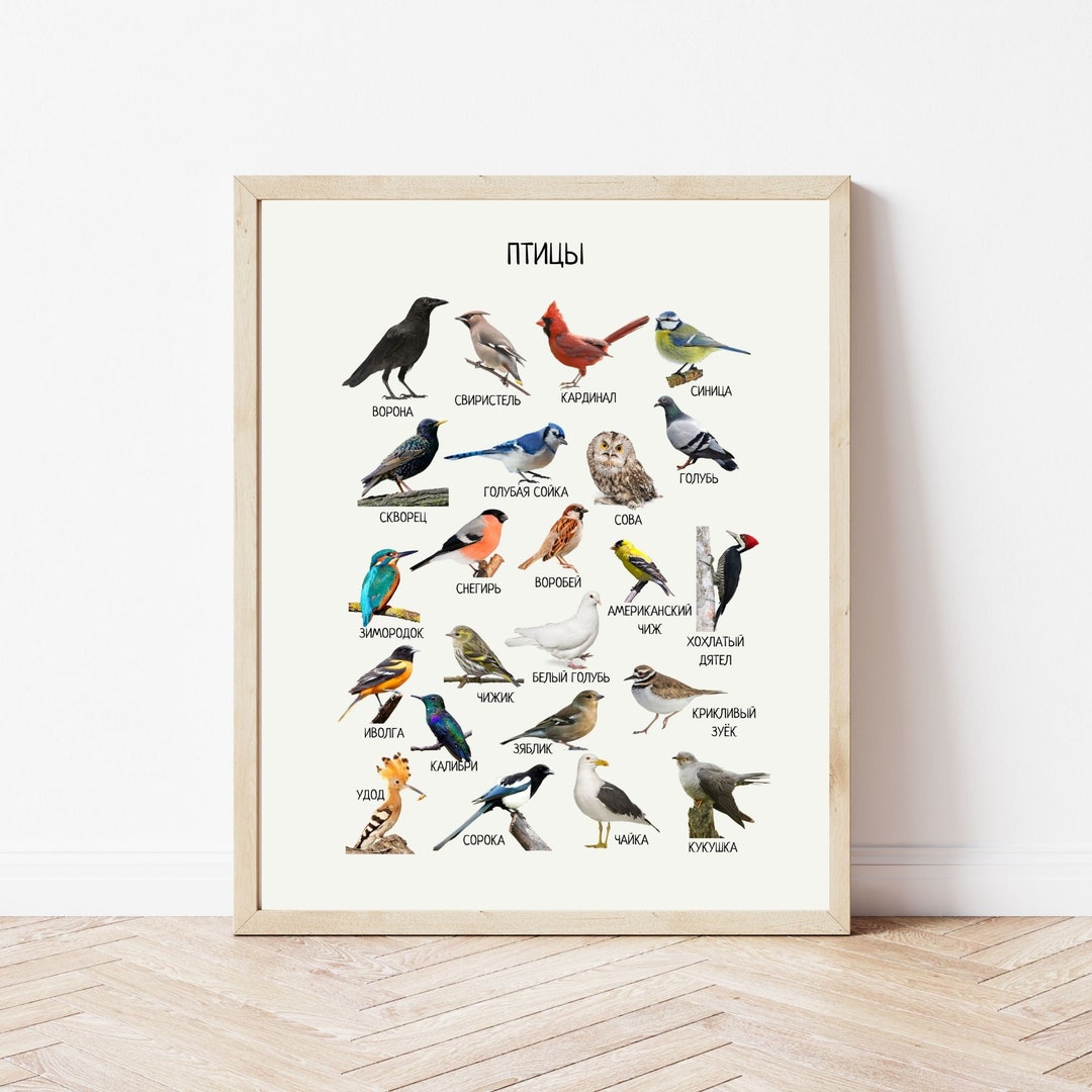 Постер Птицы Educational Poster birds actual Print in Russian. Home ...