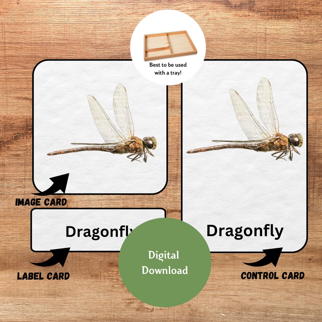 20 Insect Nomenclature Cards, 3 Part Montessori Cards, Preschool ...