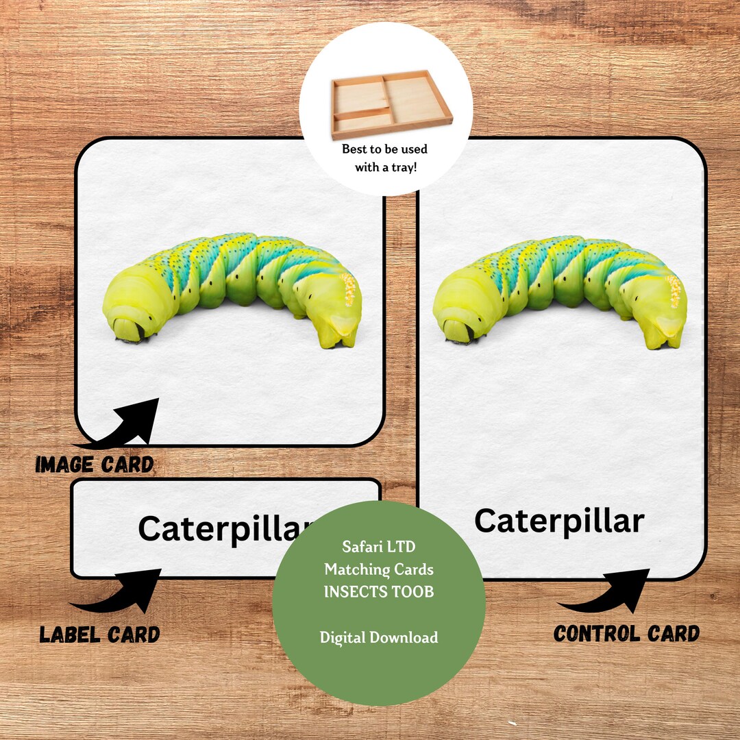 Insect Nomenclature, 3 Part Montessori Cards, 14 Safari LTD Toobs ...