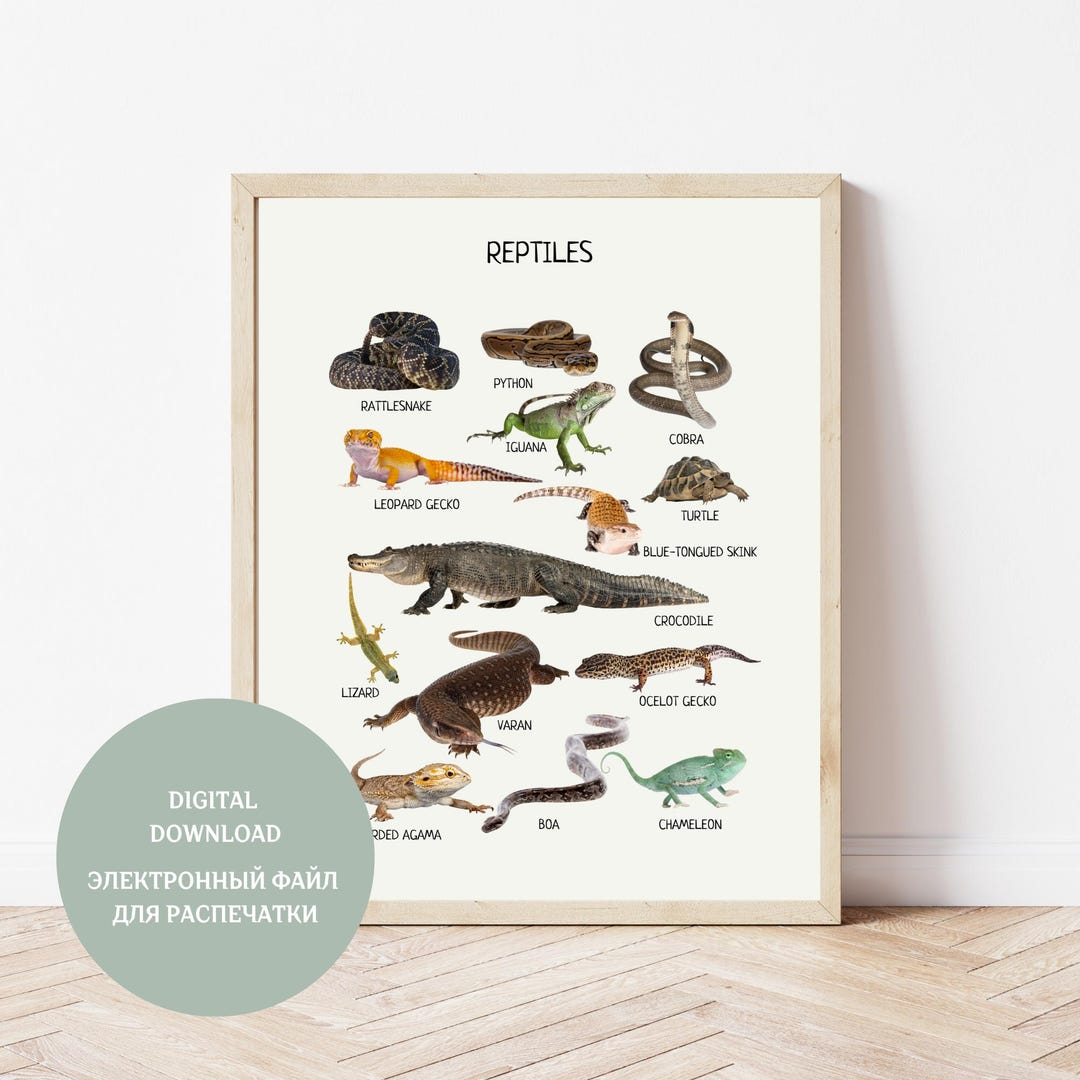 Reptiles and Amphibians Montessori Poster: Educational Animal Print ...