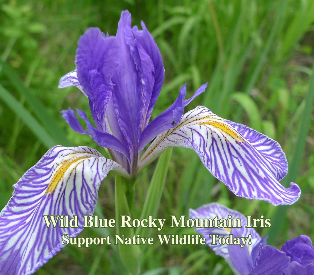 Wild Blue Rocky Mountain Iris Seeds - California Wildflower - Iris ...