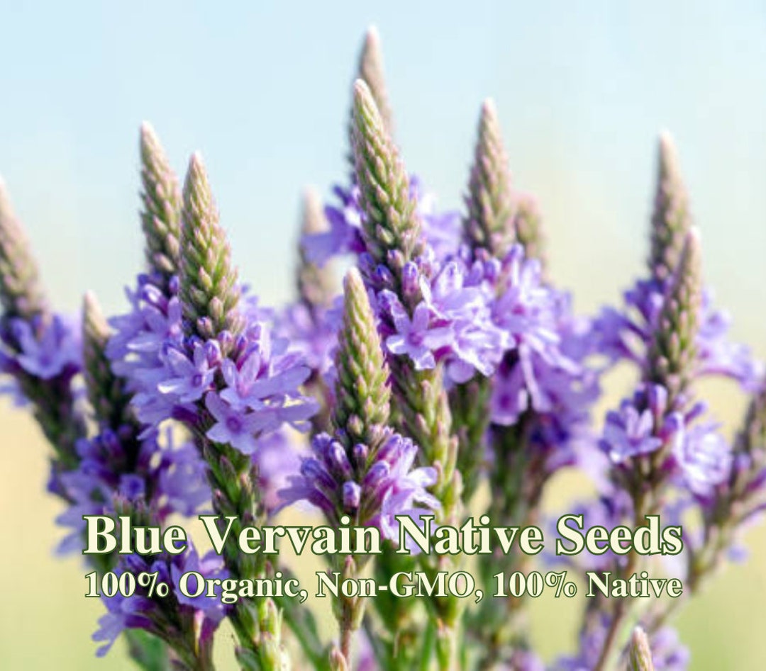 Blue Vervain Native Seeds - California Native - Verbena Hastata ...