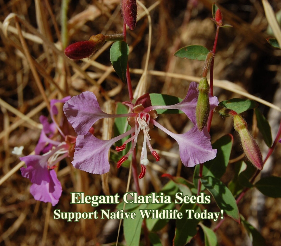 Elegant Clarkia Seeds California Native Flower Clarkia Unguiculata ...