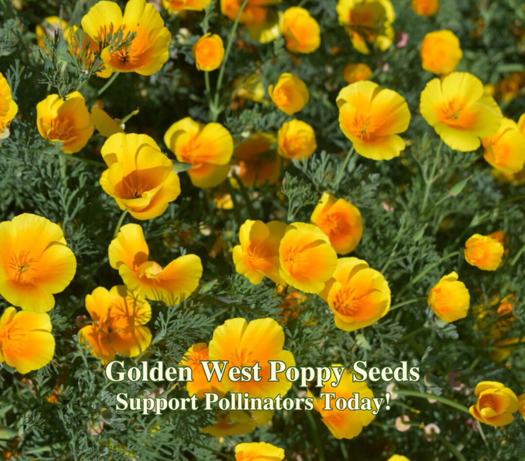 Golden West California Poppy Seeds for Drought Tolerant Sustainable ...