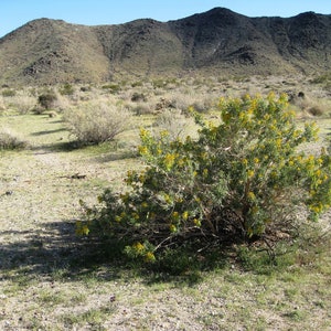 California Bladderpod Seeds for Hummingbird Landscape California Shrub ...