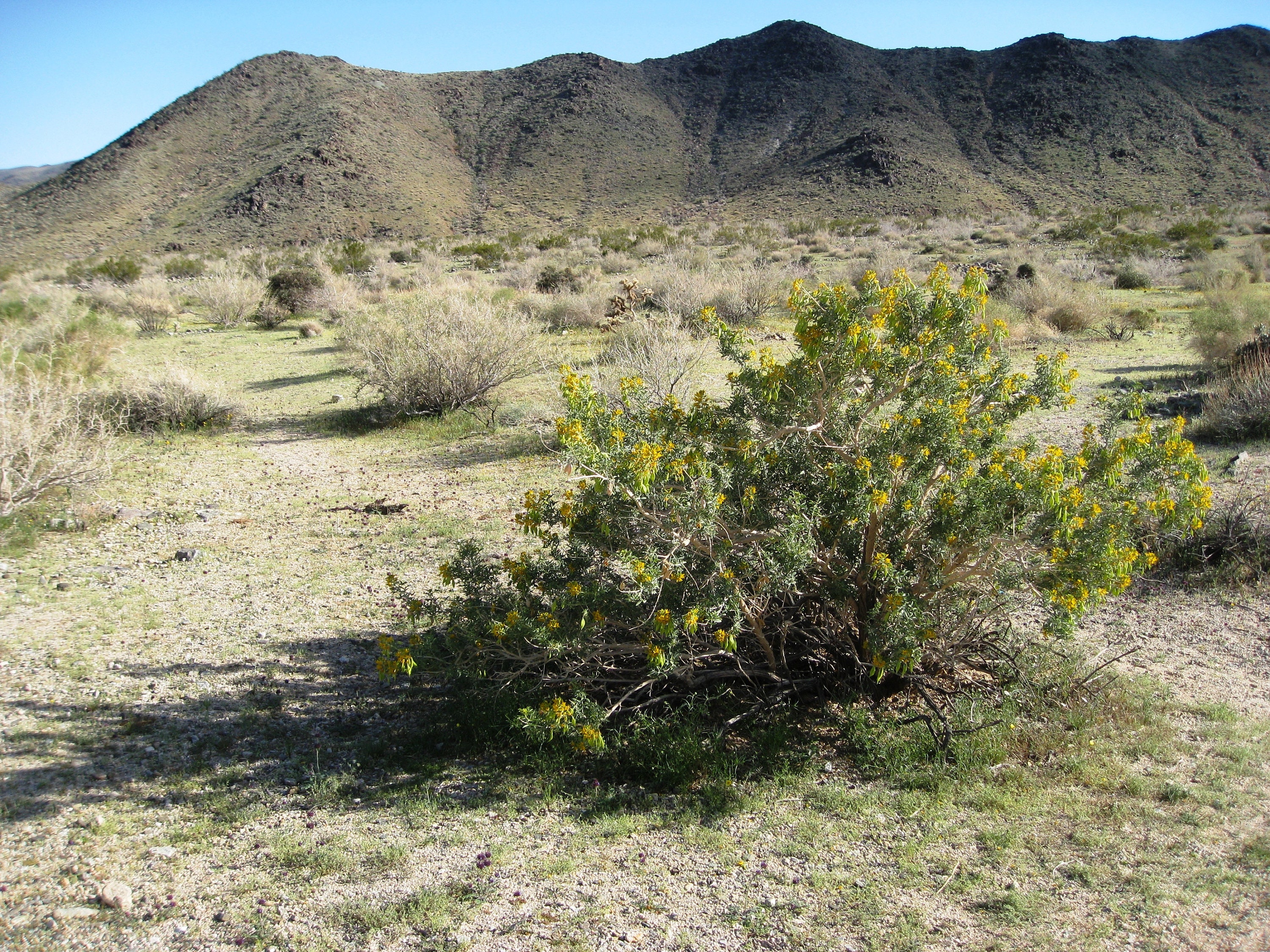 California Bladderpod Seeds for Hummingbird Landscape California Shrub ...