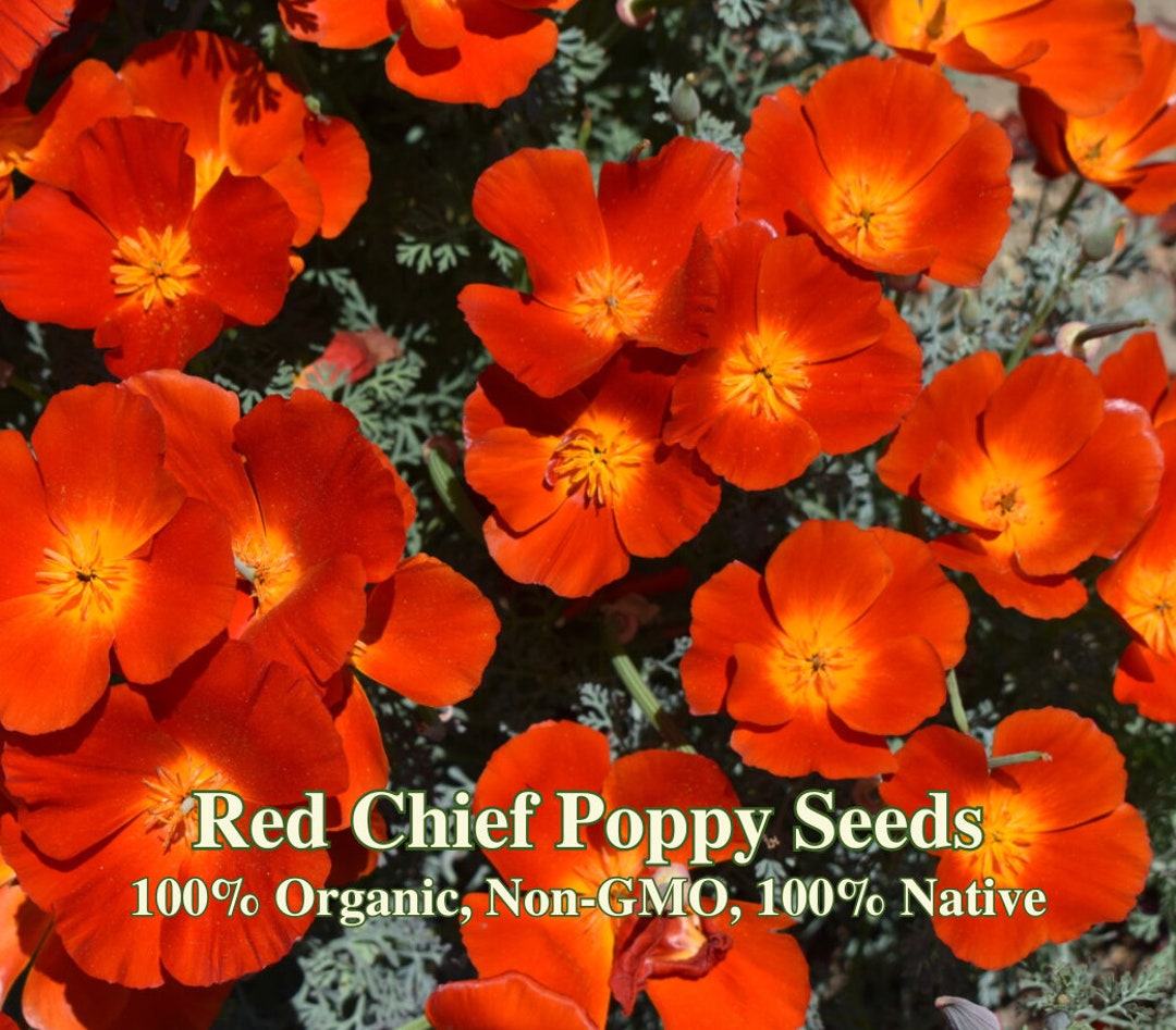 California Poppy Red Chief Seed California Native Wild Flower for ...