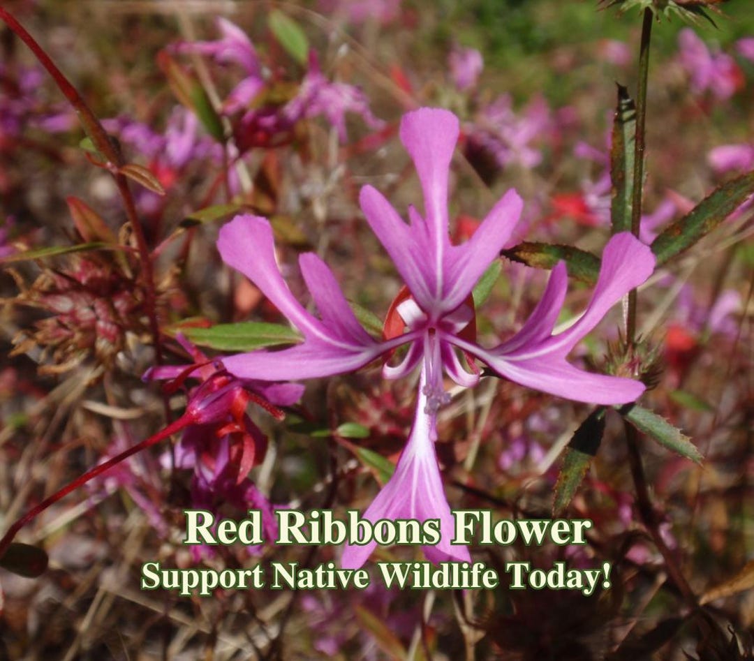 Red Ribbons Seeds California Native Seeds Clarkia Concinna Meadow ...