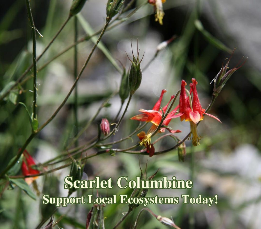 Western Columbine California Native Seeds Aquilegia Formosa Pollinator ...