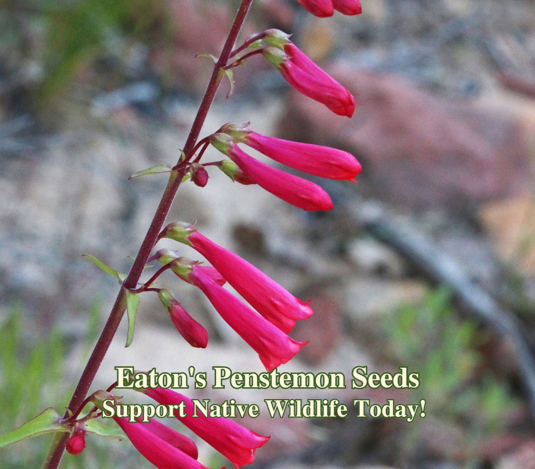 Eatons Penstemon Wild Flower for California Landscaping South Western ...