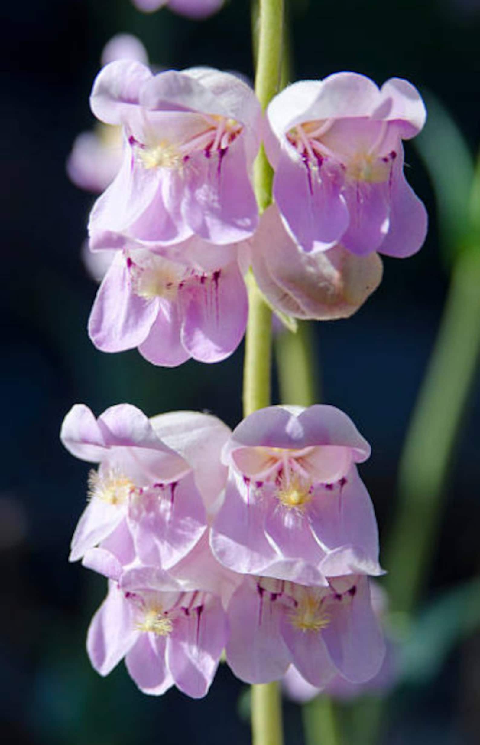 Palmers Penstemon Seeds - California Native Flower - Penstemon Palmeri ...