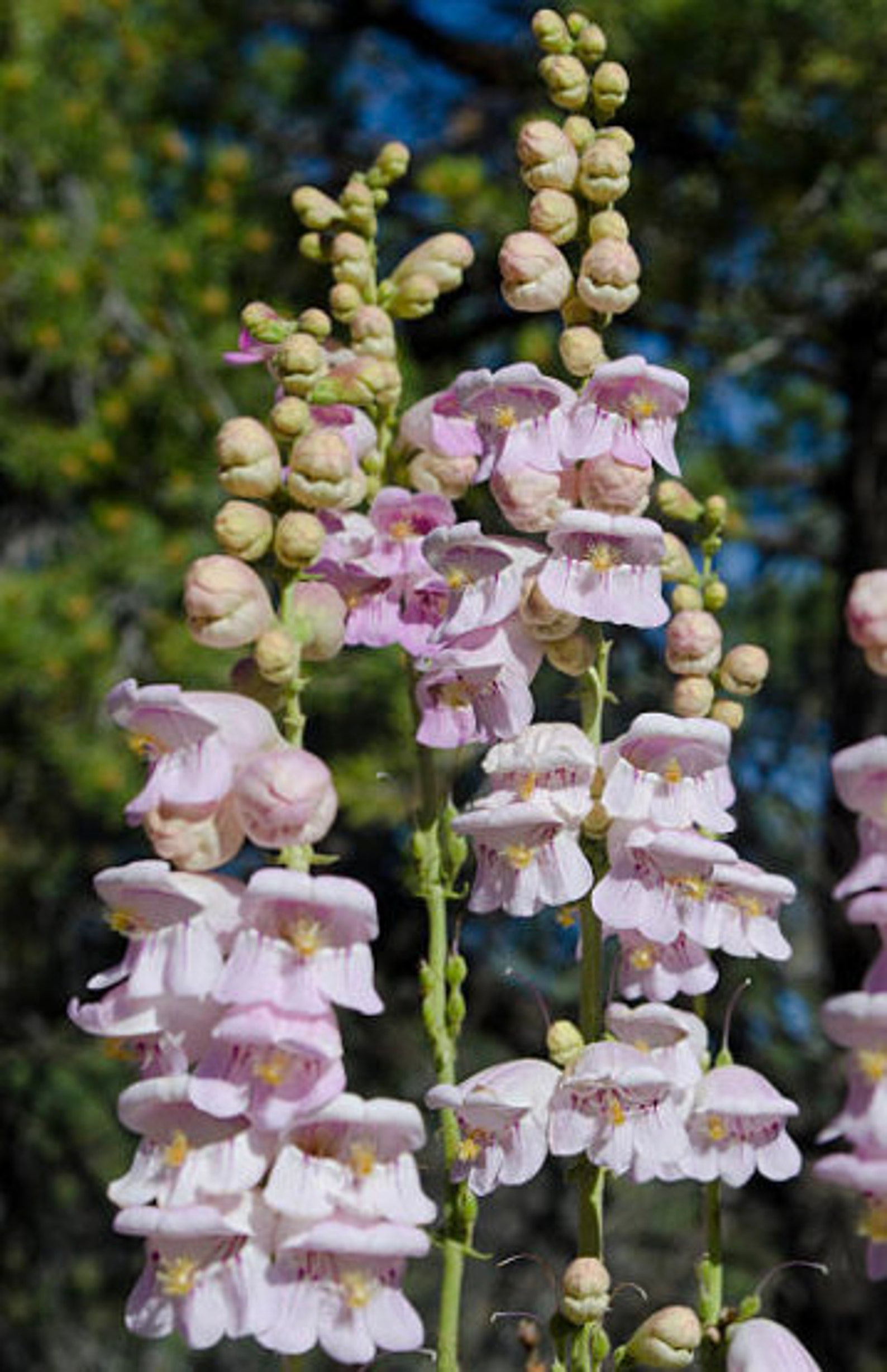 Palmers Penstemon Seeds - California Native Flower - Penstemon Palmeri ...