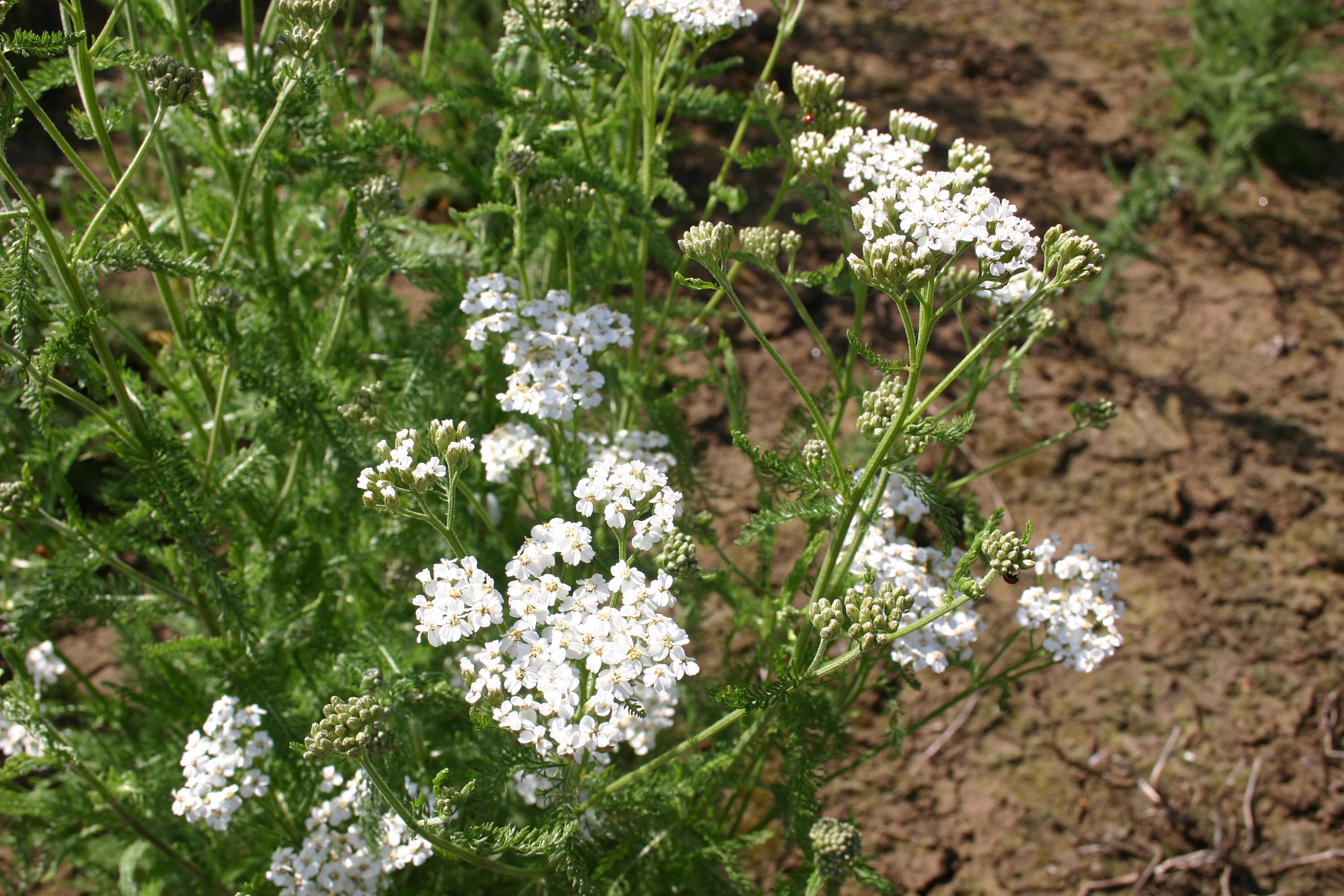 White Yarrow Native Seeds California Native Achillea Millefolium ...