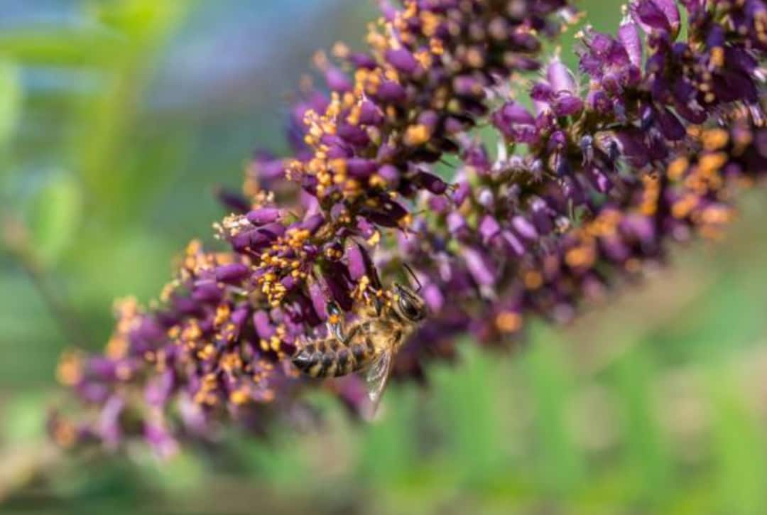 False Indigo Seeds - California Native Flower - Amorpha Fruticosa ...