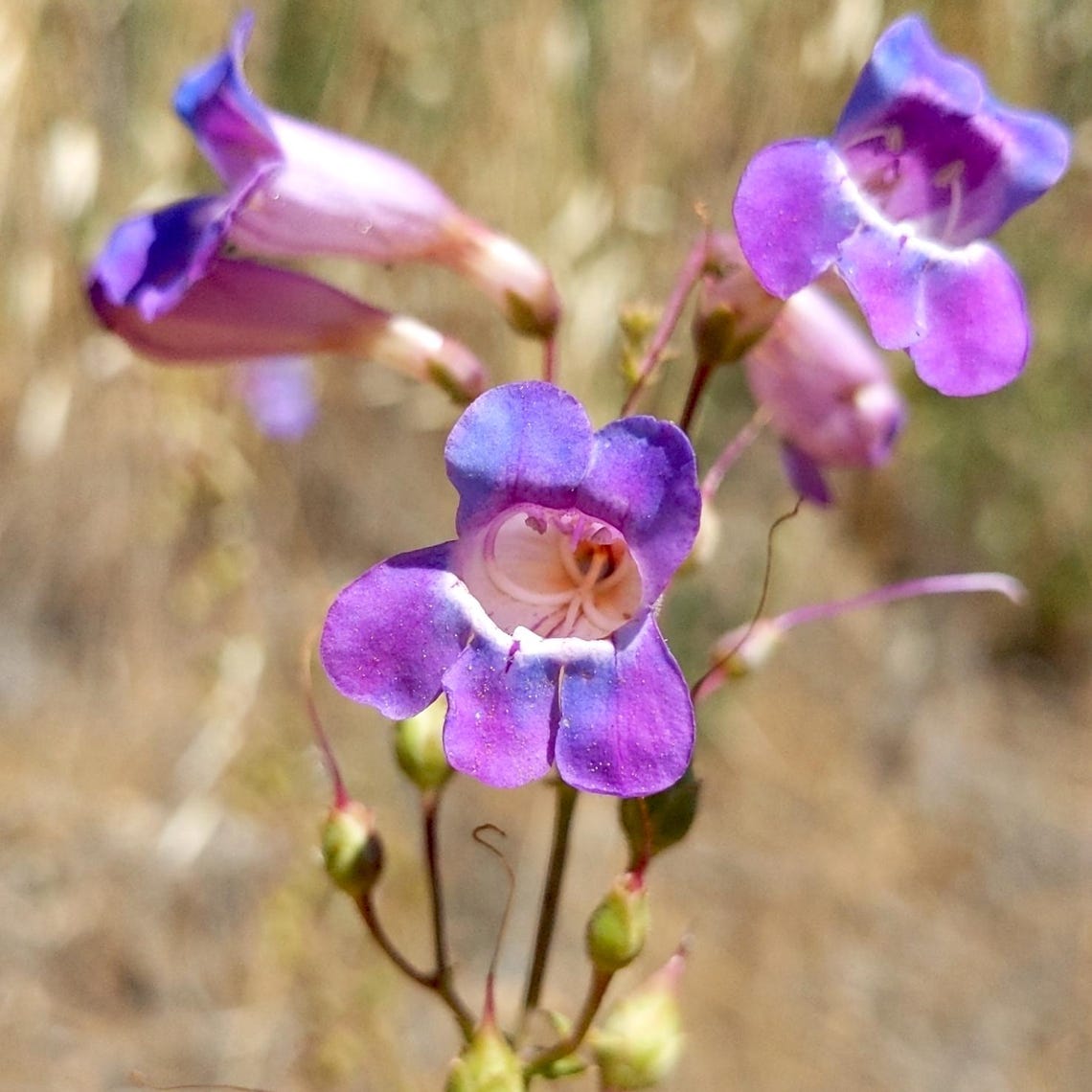 Showy Penstemon Seeds for California Native Garden Plants for Drought ...