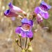 Showy Penstemon Seeds for California Native Garden Plants for Drought ...
