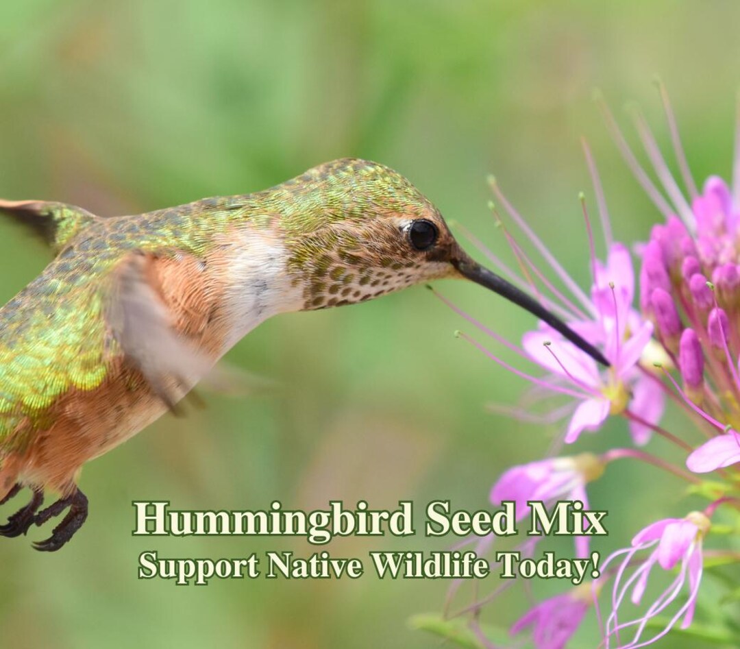 Hummingbird Seed Mix for Hummingbirds Native Wildflower Seed Mix ...