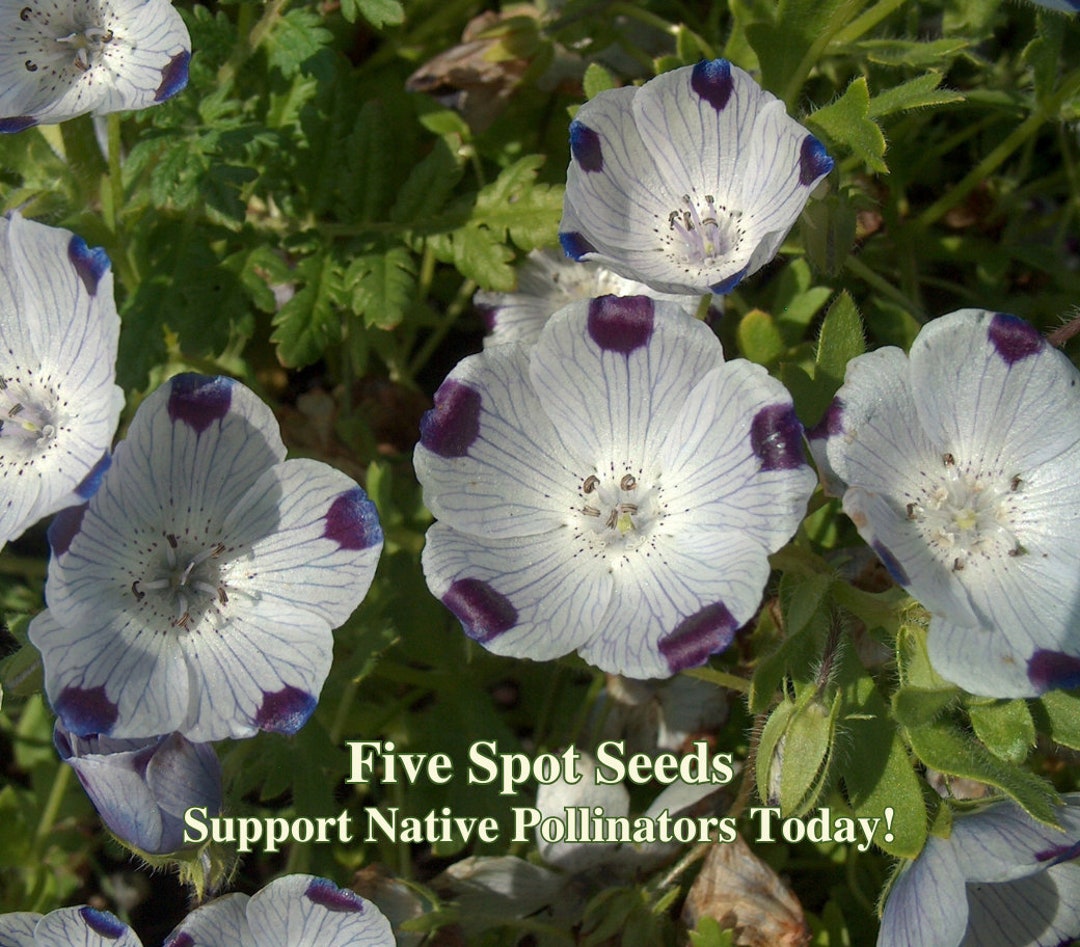 Five Spot Seeds California Native Flower Nemophila Maculata - Etsy