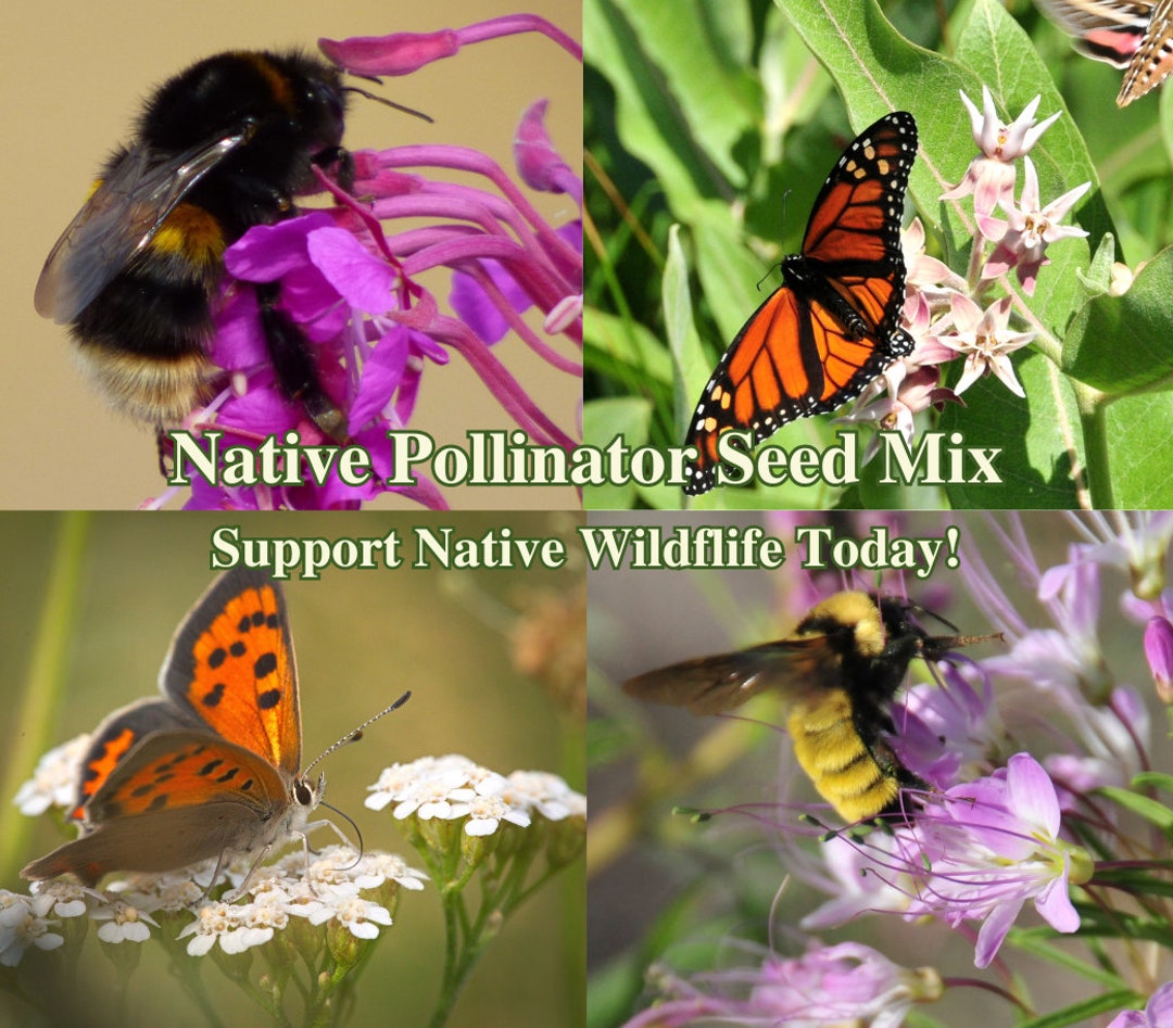 Pollinator Flower Seed Mix American Wild Flowers for Pollinators Garden ...