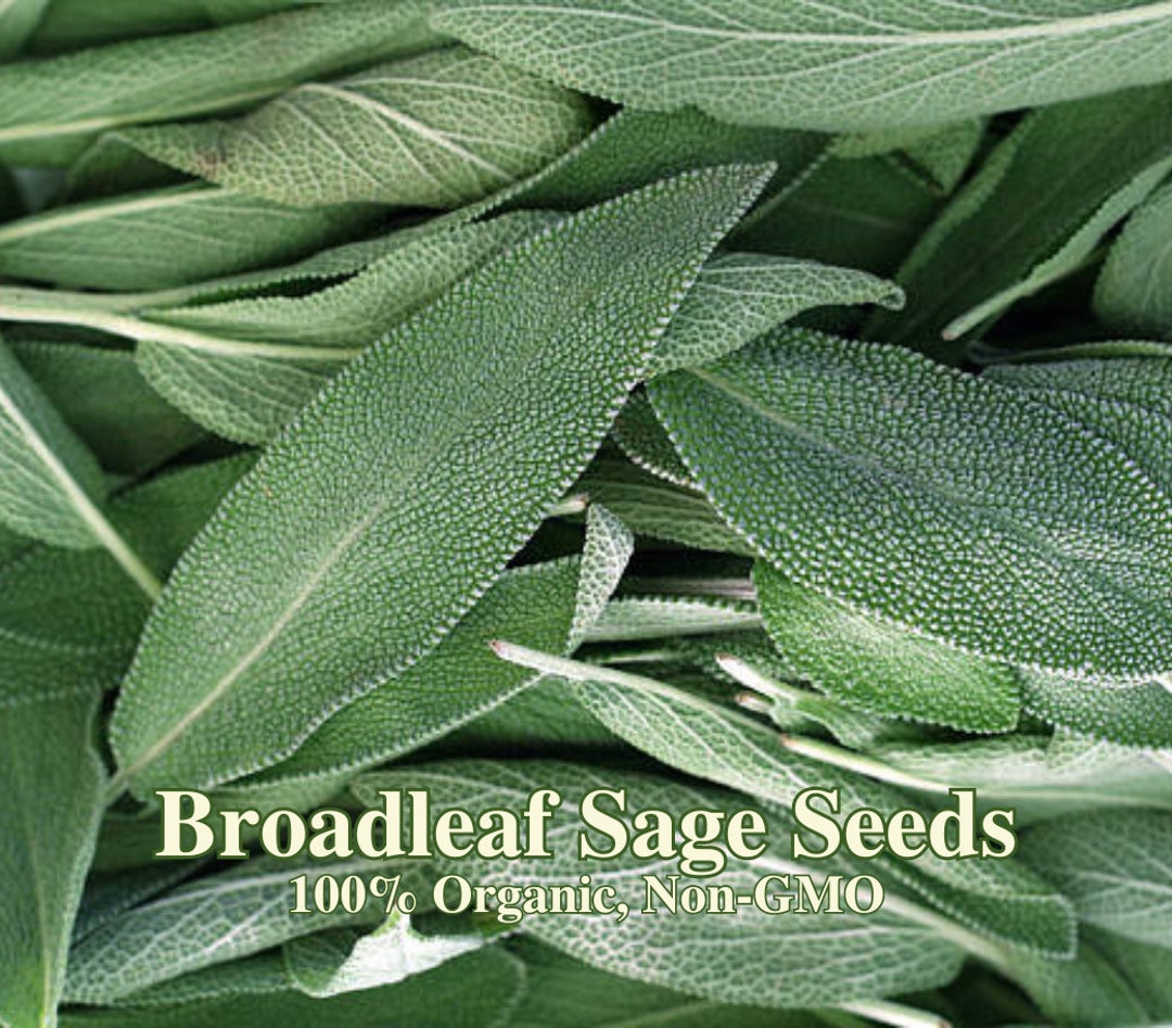 Organic Broadleaf Sage Heirloom Herb Salvia Officinalis Garden ...