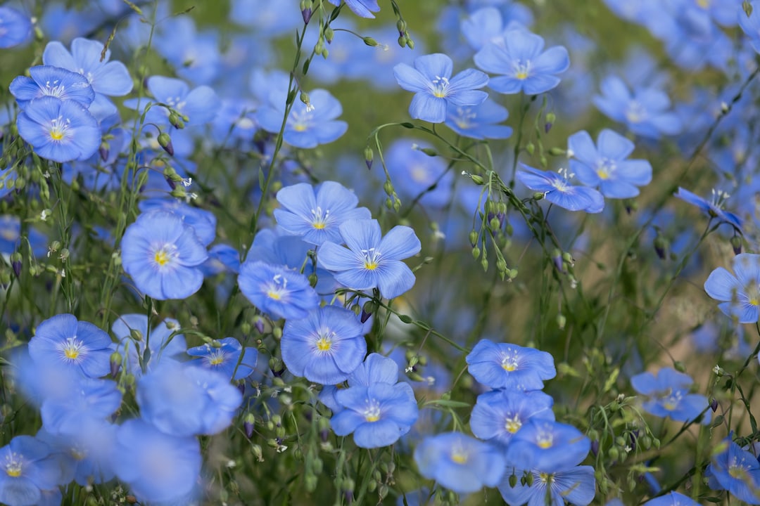 Lewis Flax Seeds - California Native Flower - Linum Lewisii - Protect ...