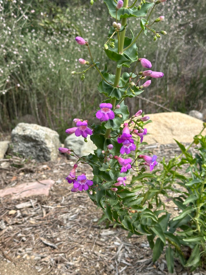 Showy Penstemon Seeds for California Native Garden Plants for Drought ...