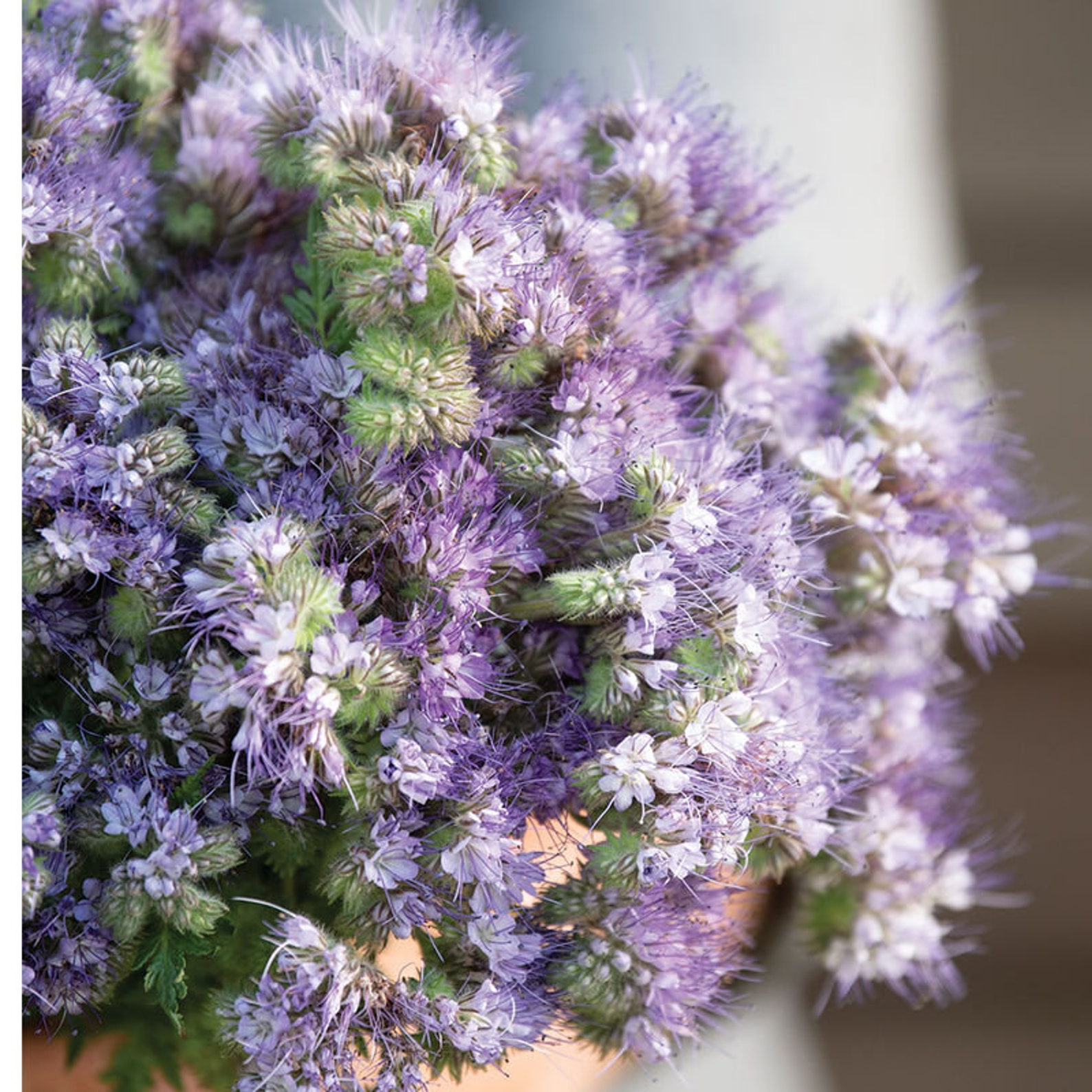 LACY PHACELIA Native Seeds - California Native - Phacelia Tanacetifolia ...