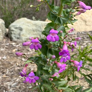 Showy Penstemon Seeds for California Native Garden Plants for Drought ...