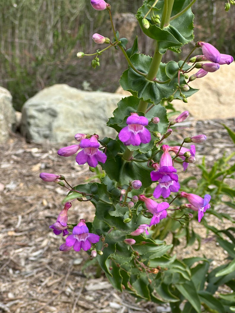 Showy Penstemon Seeds for California Native Garden Plants for Drought ...