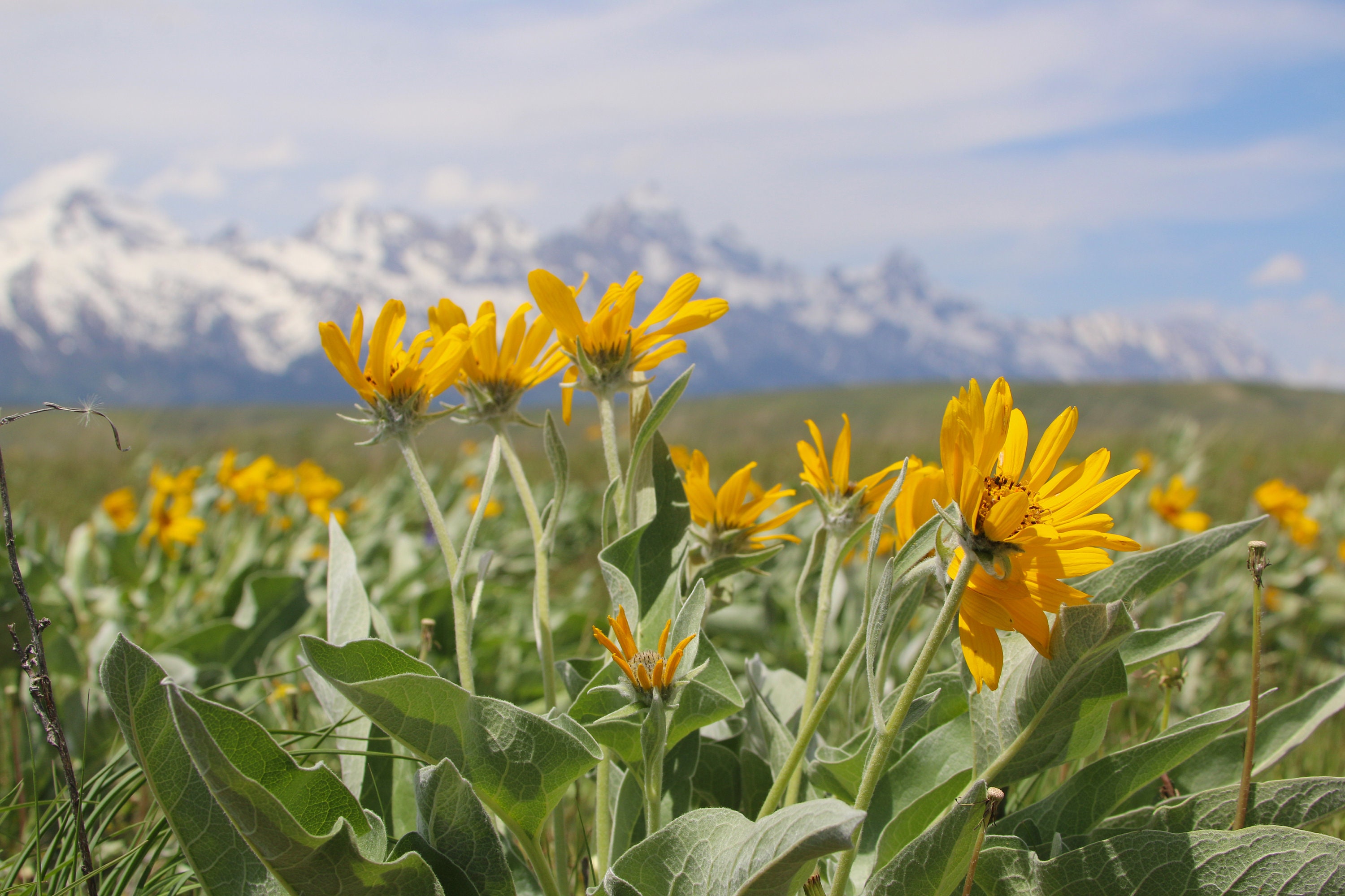 Arrowleaf Balsamroot Seeds - Drought Tolerant - California Native ...