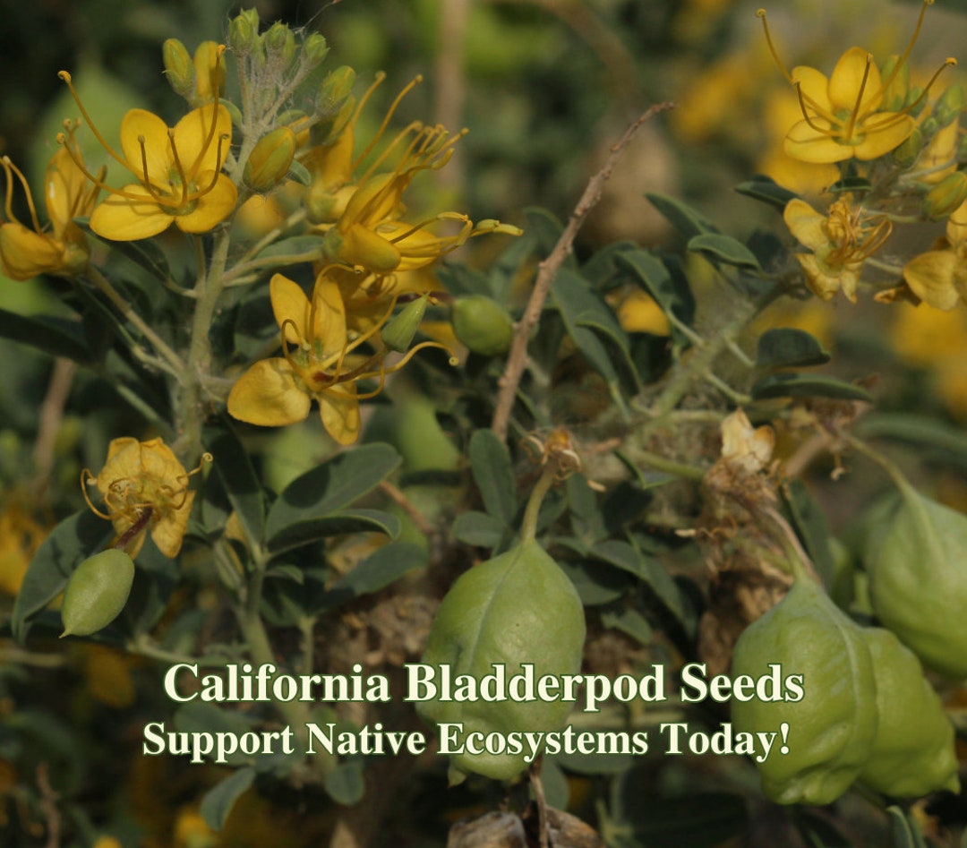 California Bladderpod Seeds for Hummingbird Landscape California Shrub ...
