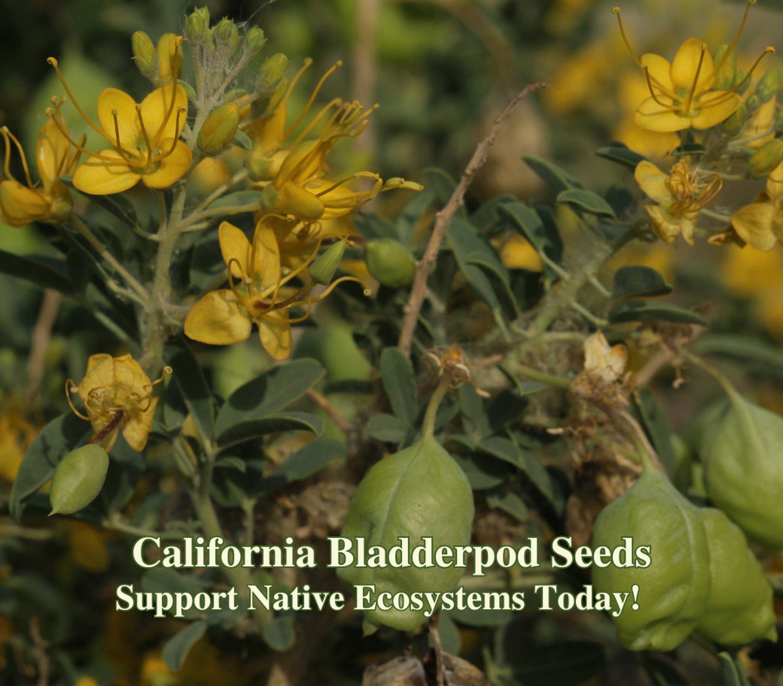 California Bladderpod Seeds for Hummingbird Landscape California Shrub ...