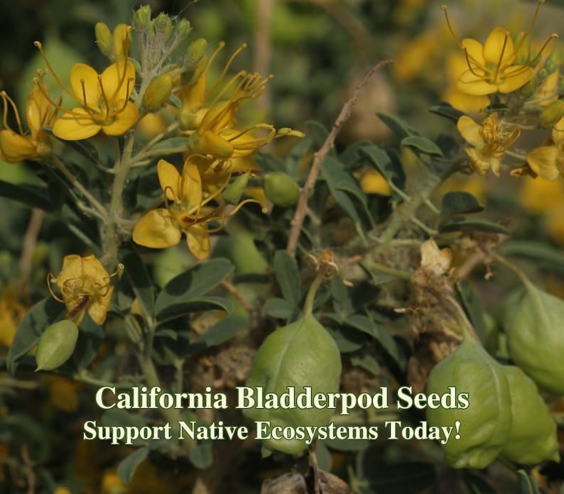 California Bladderpod Seeds for Hummingbird Landscape California Shrub ...