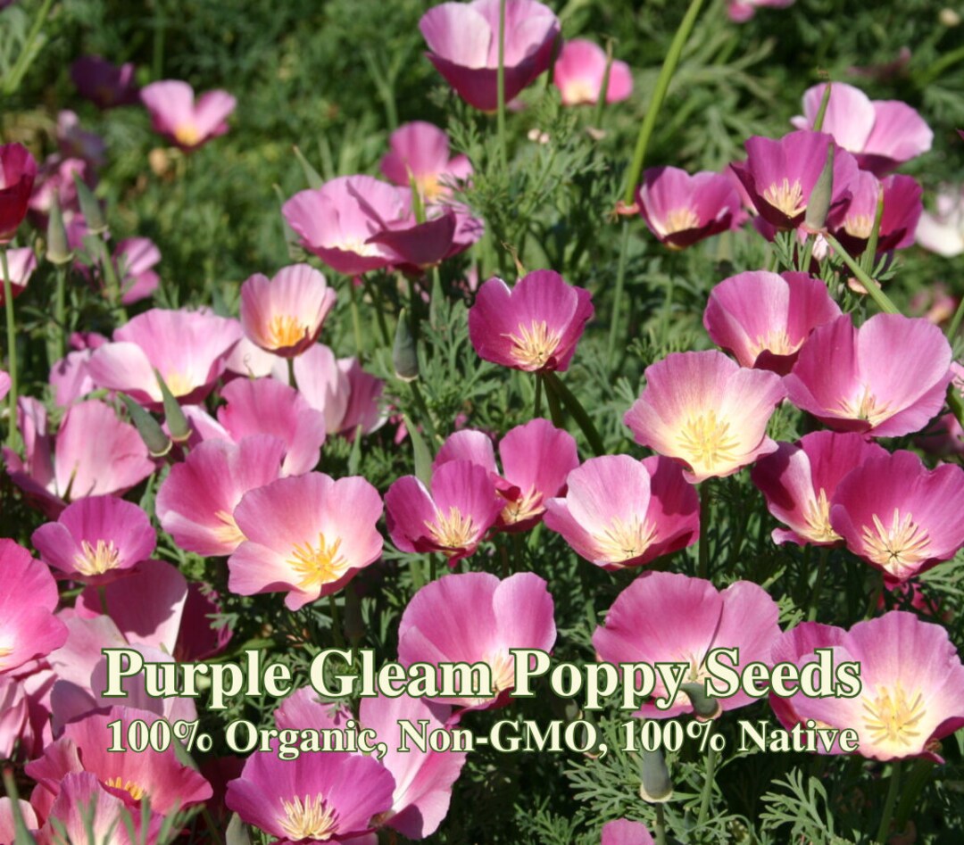 California Poppy Purple Gleam Seeds California Native Eschscholzia ...