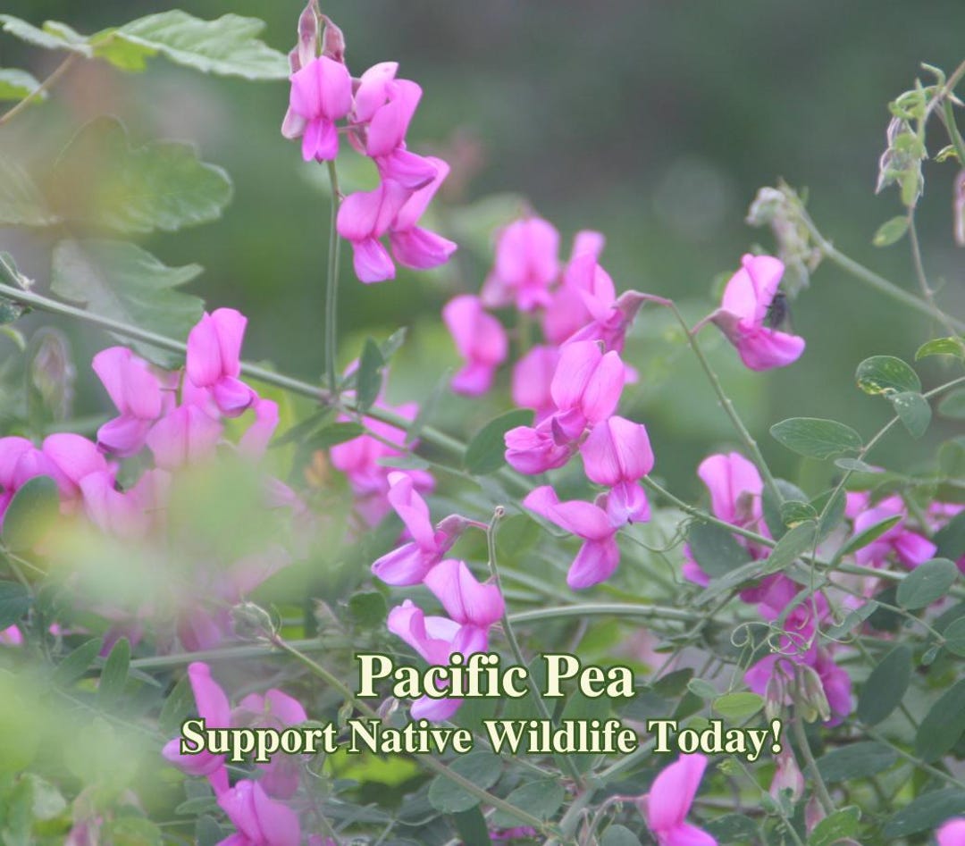 Pacific Pea California Native Seeds Lathyrus Vestitus Pollinator Seed ...