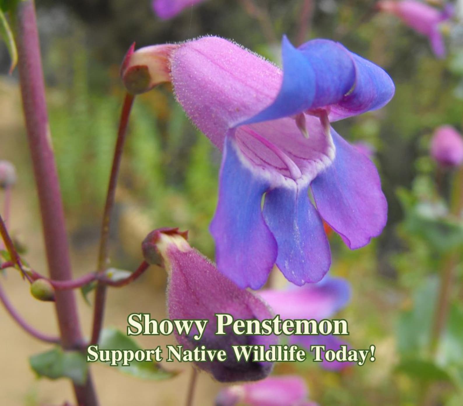 Showy Penstemon Seeds for California Native Garden Plants for Drought ...