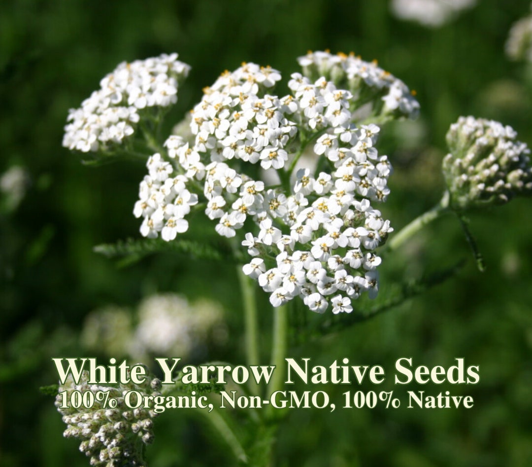 White Yarrow Native Seeds - California Native - Achillea Millefolium ...