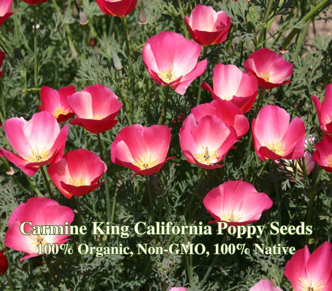 California Poppy Carmine King California Poppy Seed California Native ...