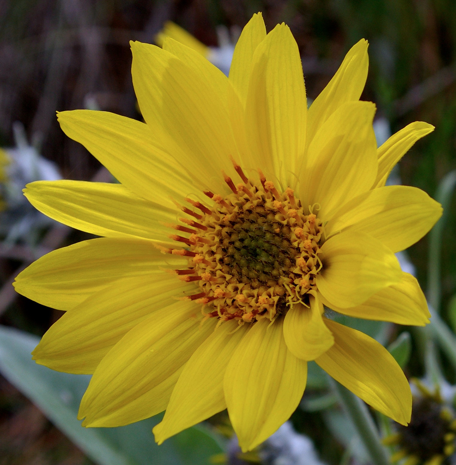 Arrowleaf Balsamroot Seeds - Drought Tolerant - California Native ...