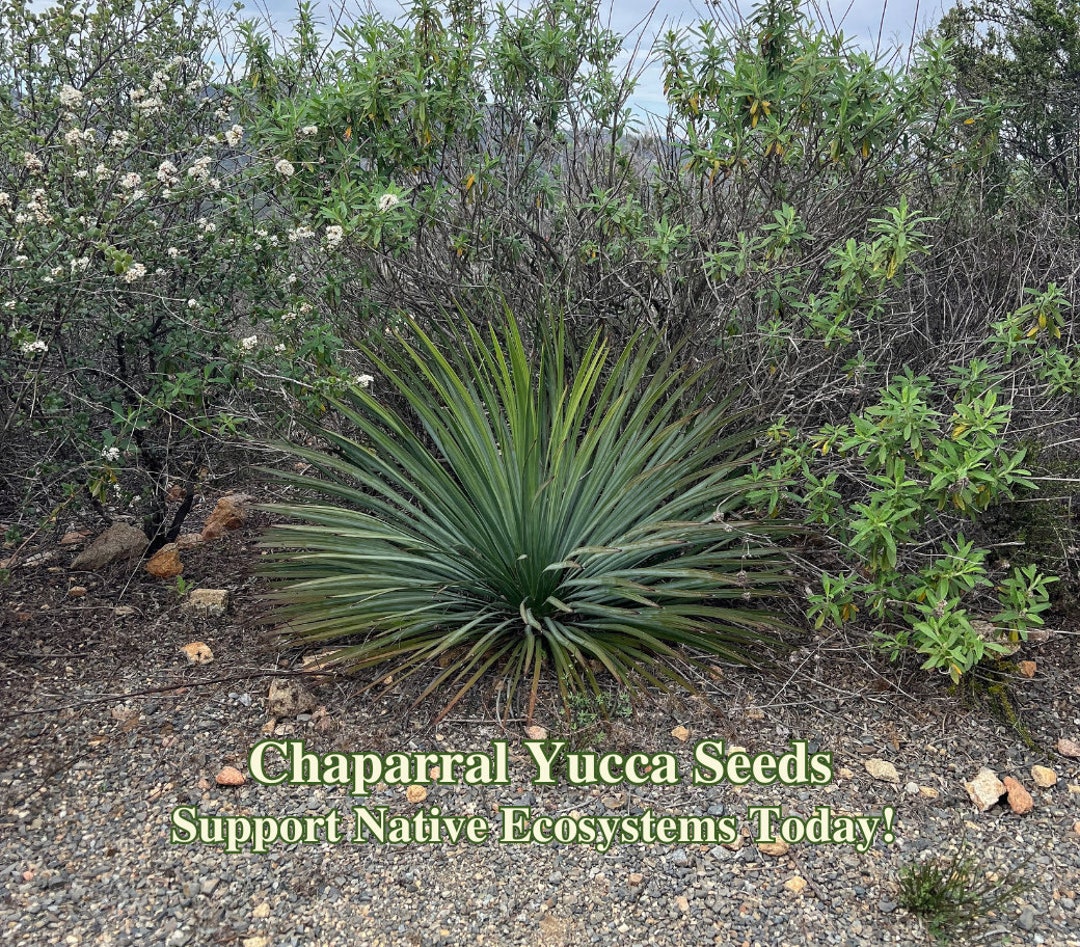 Chaparral Yucca Seeds for Drought Tolerant Gardens California Native ...