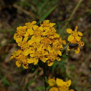 Golden Yarrow California Native Seeds Eriophyllum Confertiflorum ...
