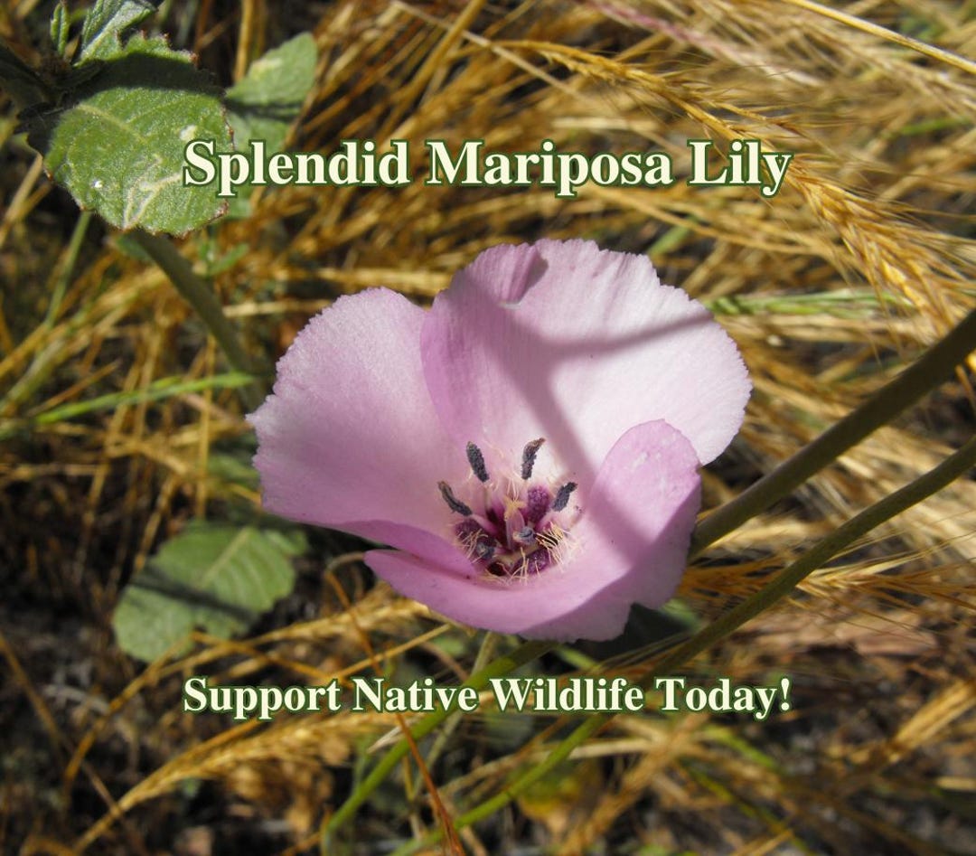 Splendid Mariposa Lily Seeds California Native Calochortus Splendens ...